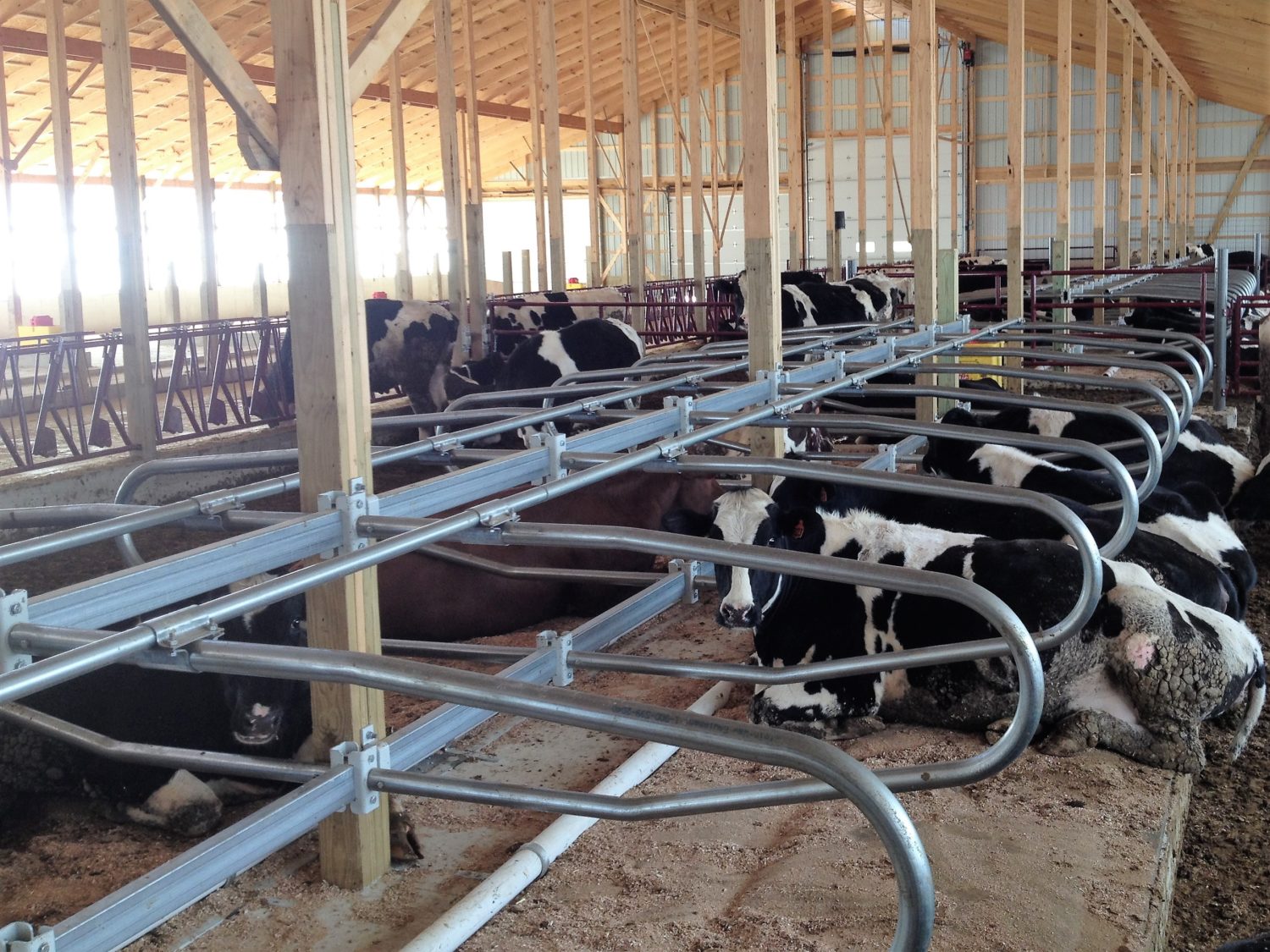 Cattle Freestalls | Stein-Way Equipment